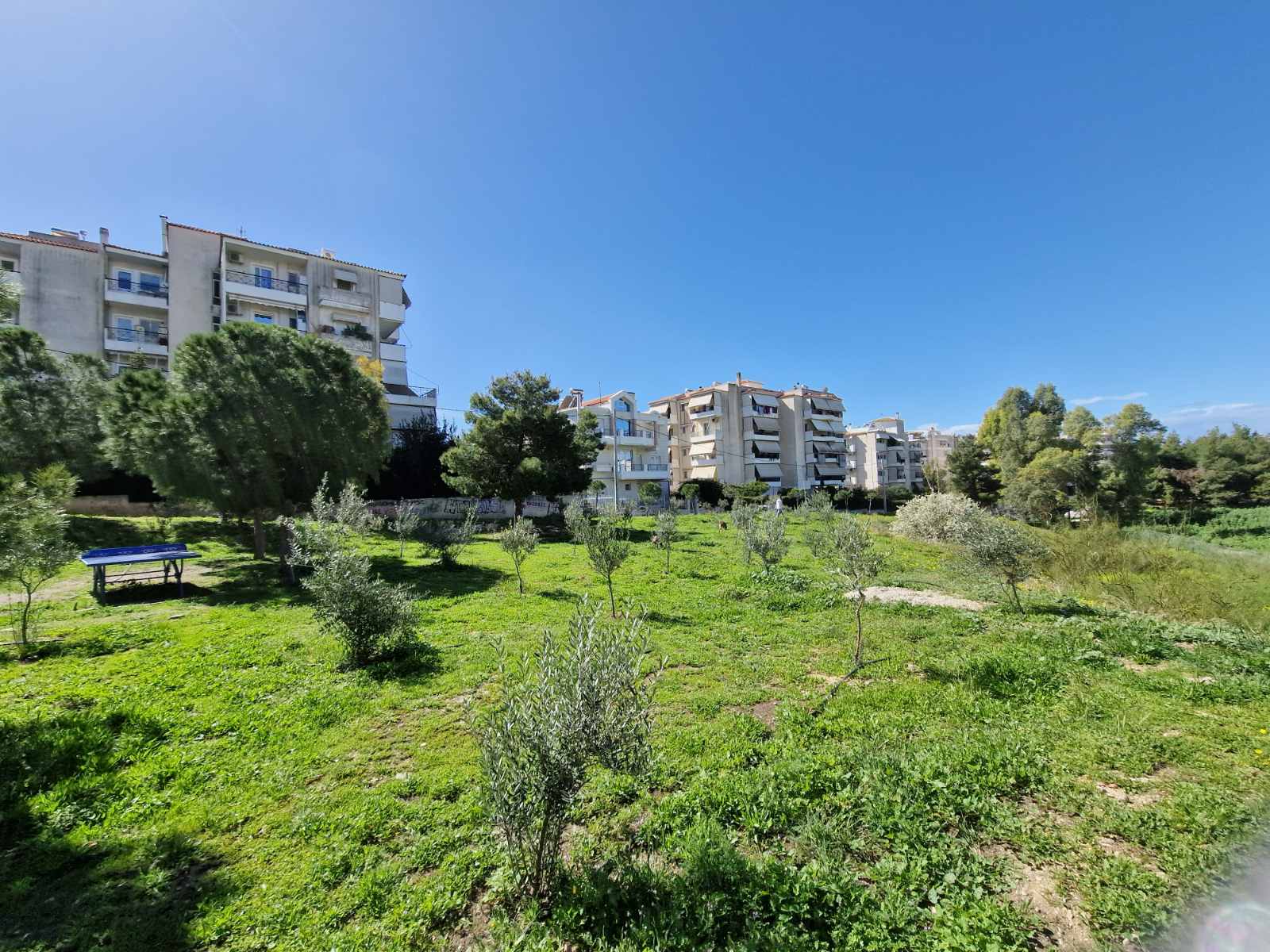 Δήμος Αλίμου: δενδροφύτευση σε δύο λόφους - Ecotec
